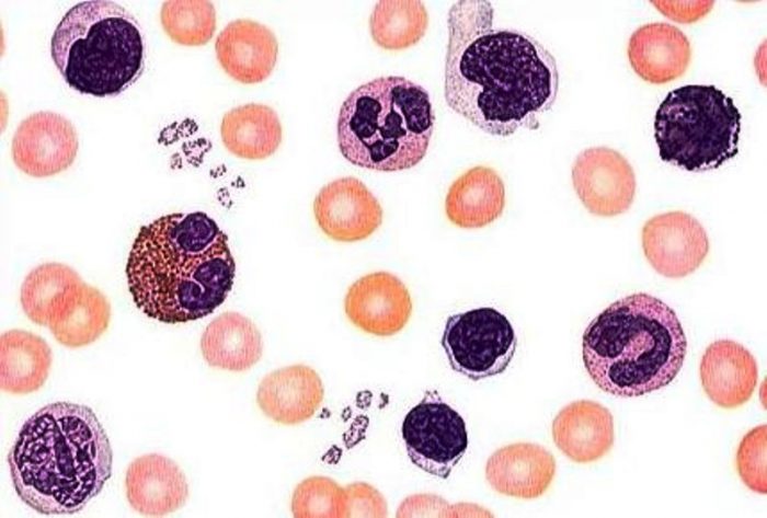 COMPRENDRE LA FORMULE ET NUMÉRATION SANGUINE – FNS – Médecine, Science ...